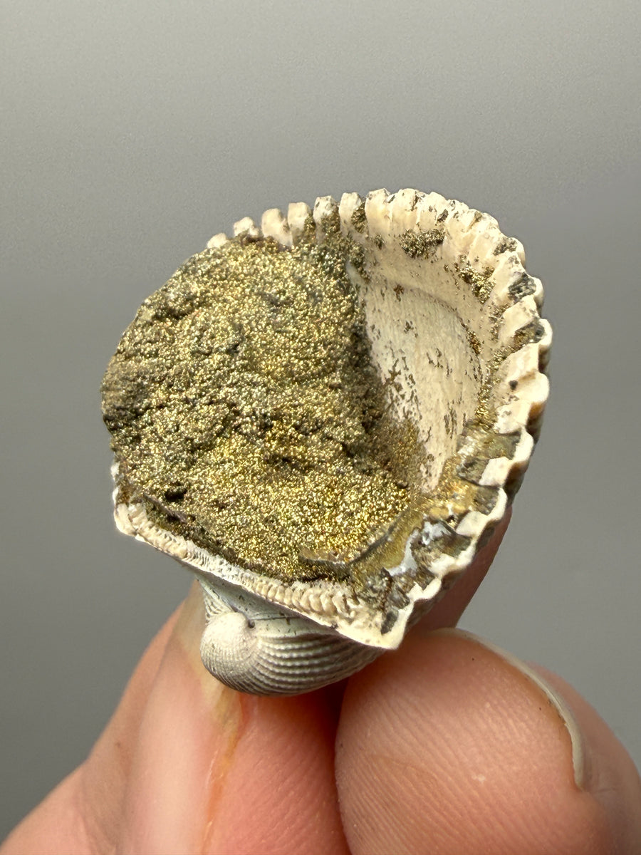Bivalve (Pelecypoda) Fossil Sea Shell with Chalcopyrite | Mineralized ...