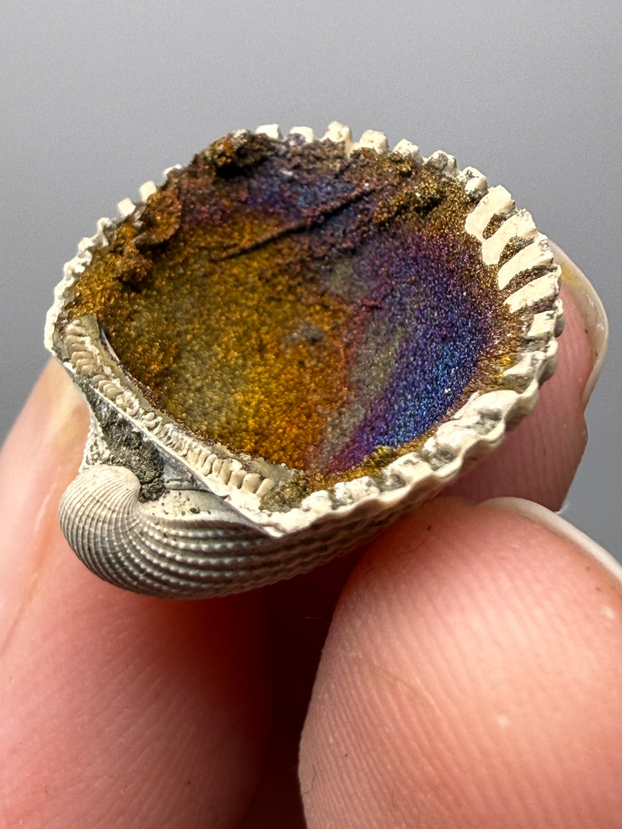 Bivalve (Pelecypoda) Fossil Sea Shell with Chalcopyrite | Mineralized ...