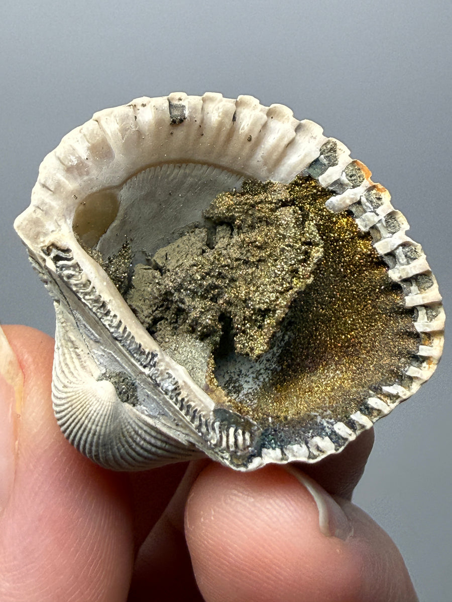 Bivalve (Pelecypoda) Fossil Sea Shell with Chalcopyrite | Mineralized ...