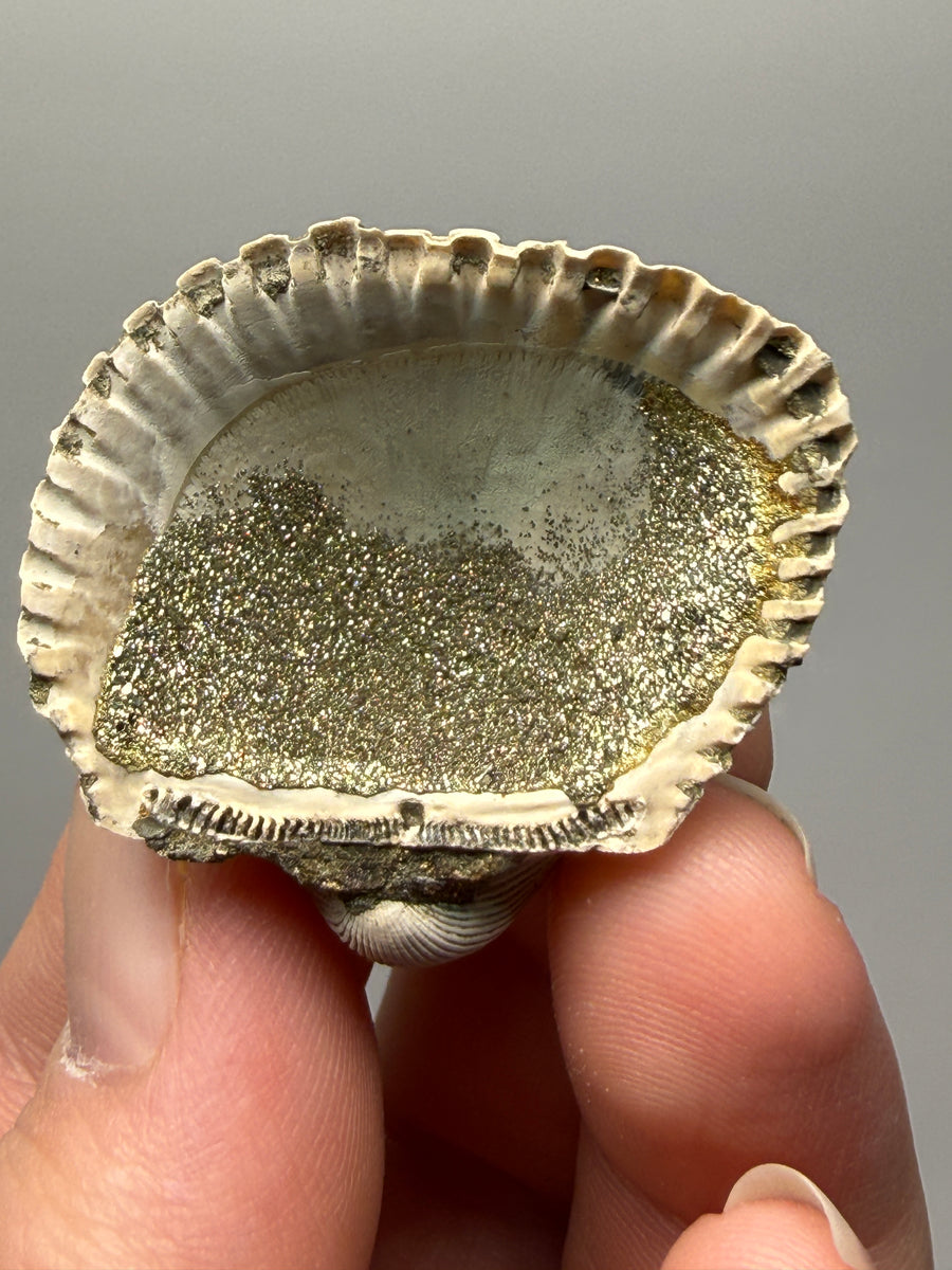 Bivalve (Pelecypoda) Fossil Sea Shell with Chalcopyrite | Mineralized ...