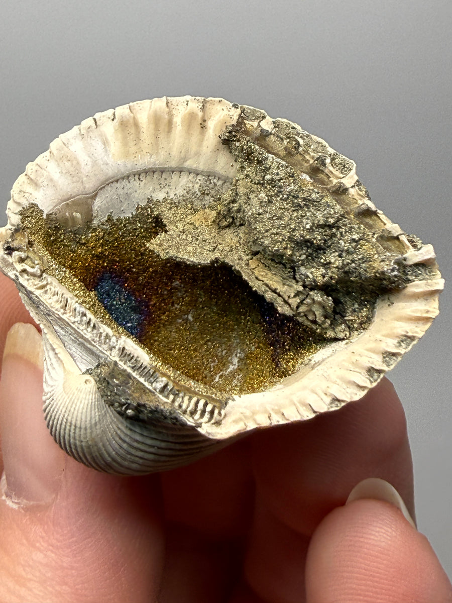 Bivalve (Pelecypoda) Fossil Sea Shell with Chalcopyrite | Mineralized ...