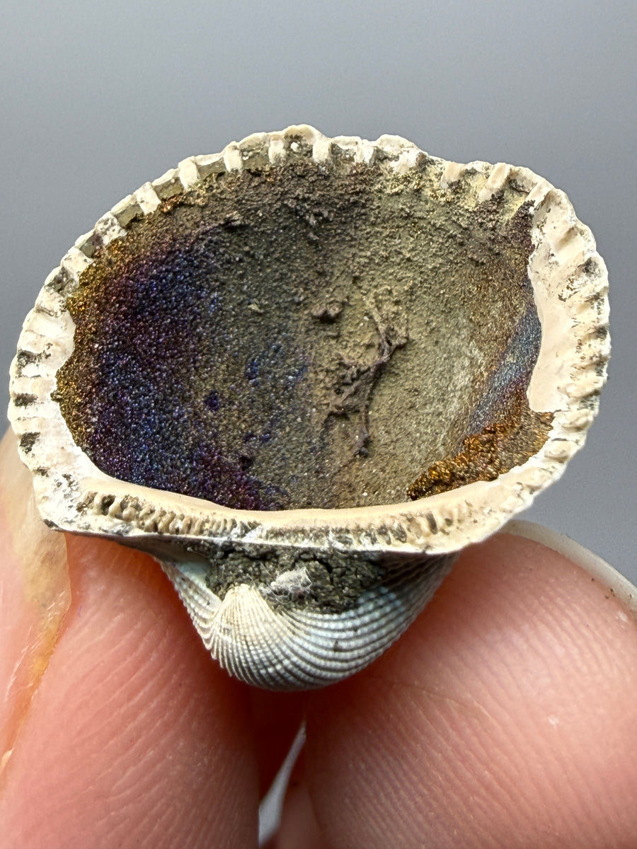 Bivalve (Pelecypoda) Fossil Sea Shell with Chalcopyrite | Mineralized ...