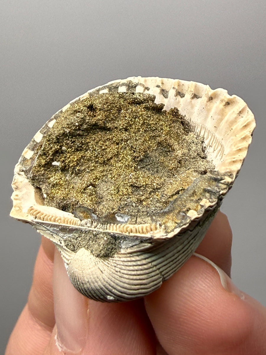 Bivalve (Pelecypoda) Fossil Sea Shell with Chalcopyrite | Mineralized ...