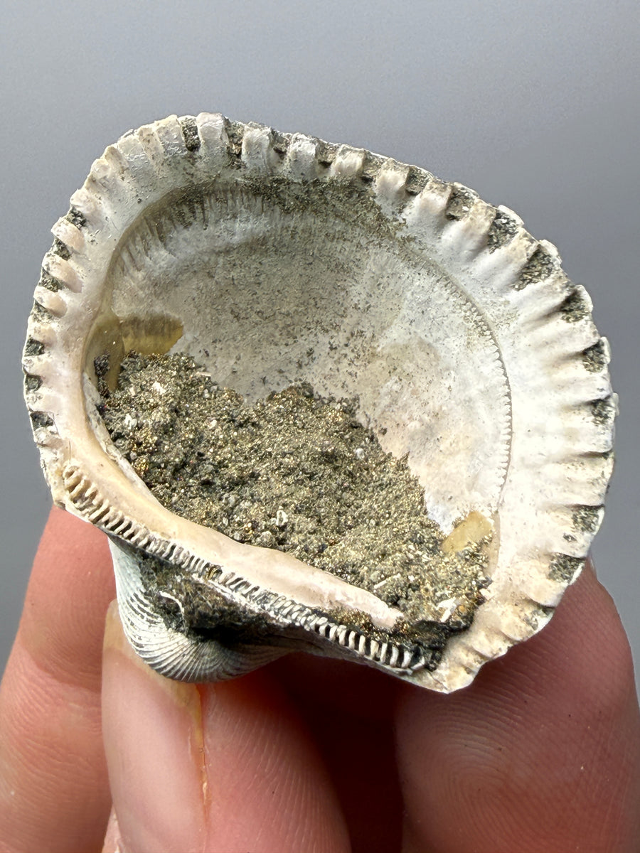Bivalve (Pelecypoda) Fossil Sea Shell with Chalcopyrite | Mineralized ...