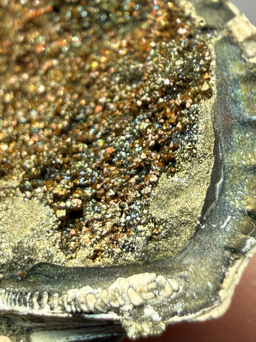 Bivalve (Pelecypoda) Fossil Sea Shell with Chalcopyrite | Mineralized ...