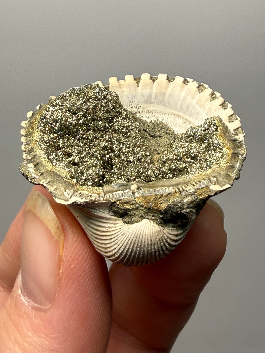 Bivalve (Pelecypoda) Fossil Sea Shell with Chalcopyrite | Mineralized ...